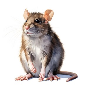 Cute Rat Clipart, Funny Rat Images, 10 Watercolor Clip Art, Printable ...
