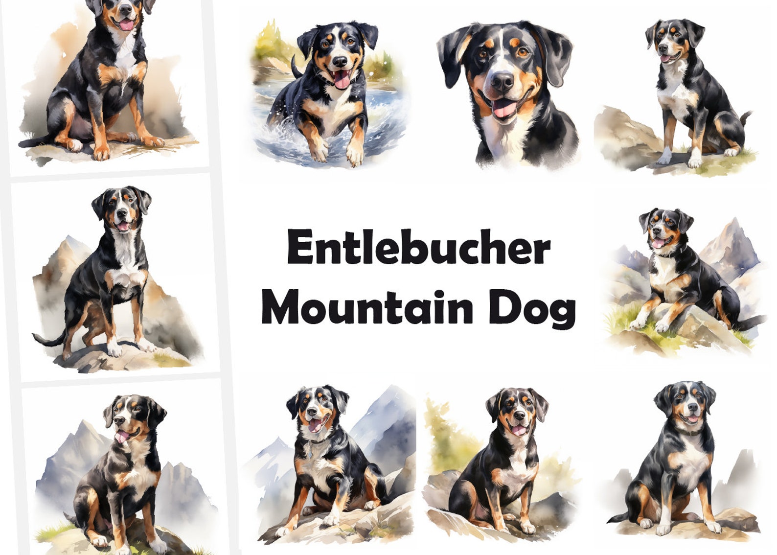 Entlebucher Sennenhund Clipart, Entlebucher Mountain Dog Images, 10 ...