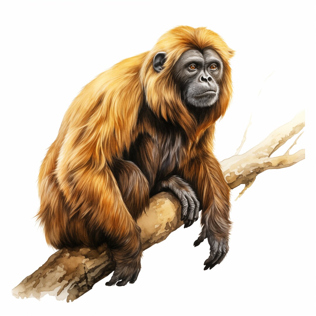 Howler Monkey Clipart, Rainforest Primates Images, 10 Watercolor Clip ...