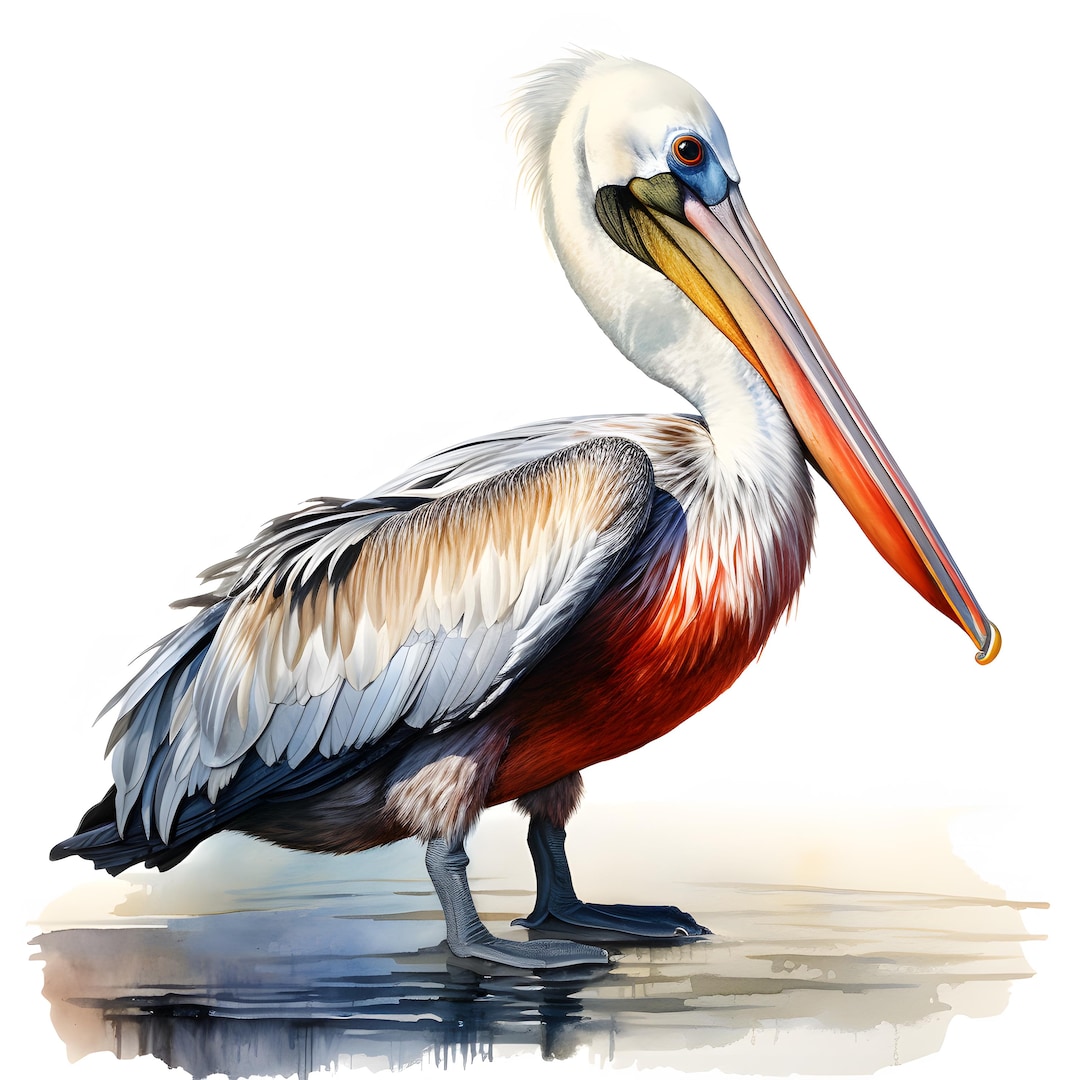 Pelican Clipart, American Pelican Images, 10 Watercolor Clip Art ...