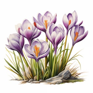 Crocus Clipart, Crocus Flowers Images, 10 Watercolor Clip Art ...