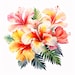 Watercolor Hibiscus Clipart: Tropical Flower Art, Exotic Botanical ...