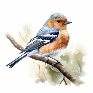 Chaffinch Clipart, Chaffinch on Branch Images, 10 Watercolor Clip Art ...