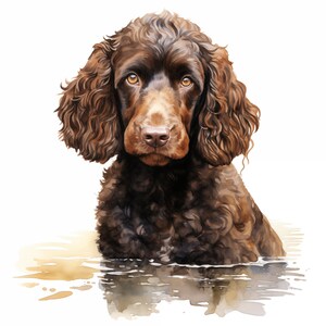Irish Water Spaniel Clipart, Spaniel Dog Images, 10 Watercolor Clip Art ...