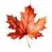 Watercolor Maple Leaf Clipart: Autumn Canadian Leaves (jpgs, Commercial ...