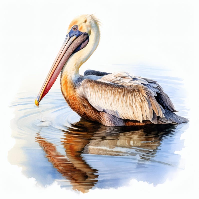 Pelican Clipart, Lake Bird Images, 10 Watercolor Clip Art, Printable ...
