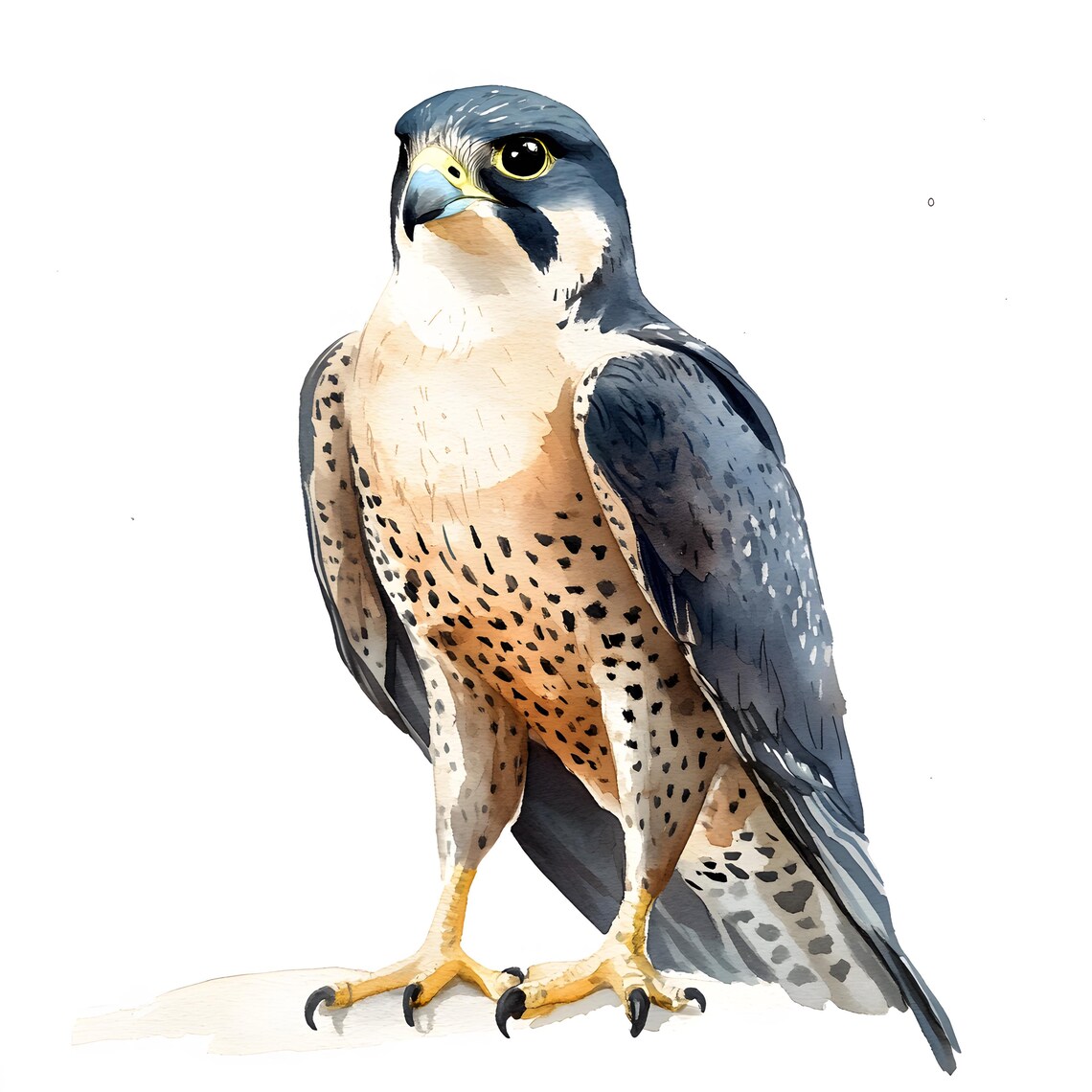 Watercolor Falcon Clipart: Peregrine Falcon Images (jpgs, Commercial ...