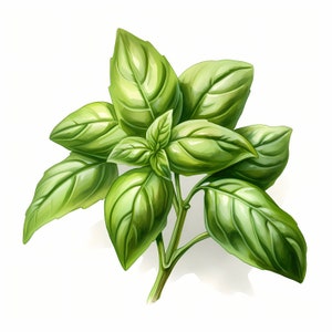 Basil Clipart, Culinary Basil Images, 10 Watercolor Clip Art, Printable ...