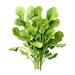 Watercolor Arugula Clipart: Plant Images for Paper Craft (jpgs) - Etsy