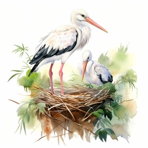 Stork Couple Clipart, Storks in Nest Images, 10 Watercolor Clip Art ...