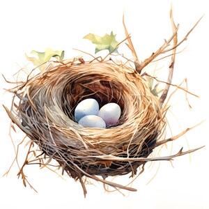 Bird Nest Clipart, Eggs in Nest Images, 10 Watercolor Clip Art ...