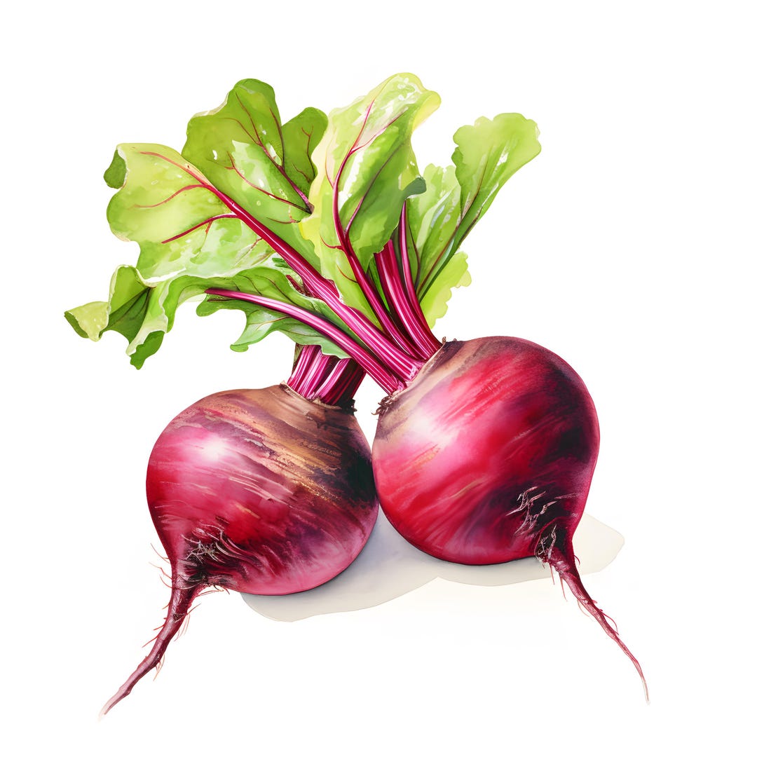 Beetroot Clipart, Beet Images, 10 Watercolor Clip Art, Printable Jpgs ...