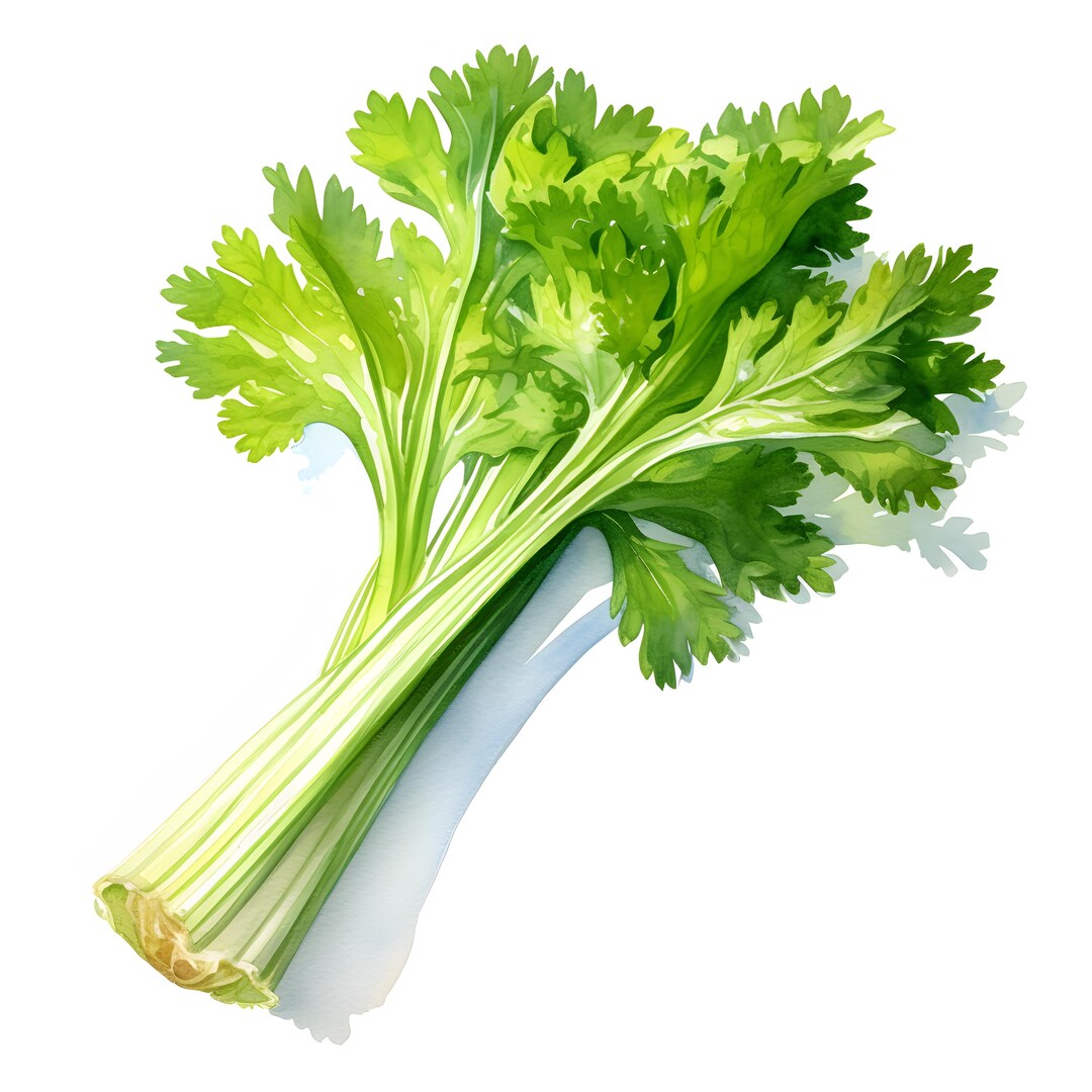 Celery Clipart, Farm Celery Images, 10 Watercolor Clip Art, Printable Jpgs, Instant Download ...