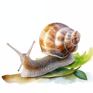 Snail Clipart, Garden Snails Images, 10 Watercolor Clip Art, Printable ...