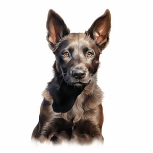 10 Dutch Shepherd, Puppy Dog, Dutch Herder, Nederlandse Herdershond JPG ...
