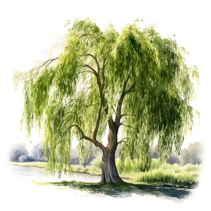 Willow Tree Clipart, Fuzzy Willow Tree Images, 10 Watercolor Clip Art ...