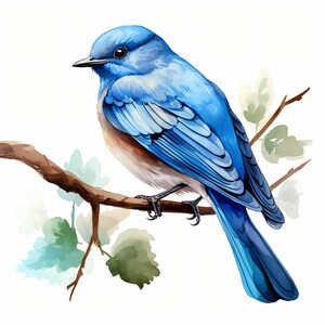 Blue Bird Clipart, Adorable Bird, Bluebird Images, 10 Watercolor Clip ...