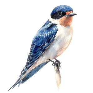 Swallow Clipart, Flying Swallow Bird Images, 10 Watercolor Clip Art ...