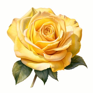 Watercolor Yellow Rose Clipart: Printable Floral Images (JPG ...