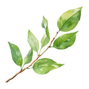 Green Branch Clipart, Tree Branch Images, 10 Watercolor Clip Art ...