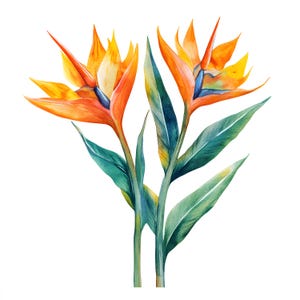 Bird of Paradise Clipart, Tropical Flower Images, 10 Watercolor Clip ...