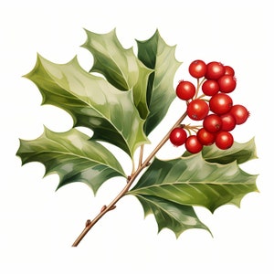 Watercolor Holly Berries Clipart: Christmas Images (jpgs, Instant ...