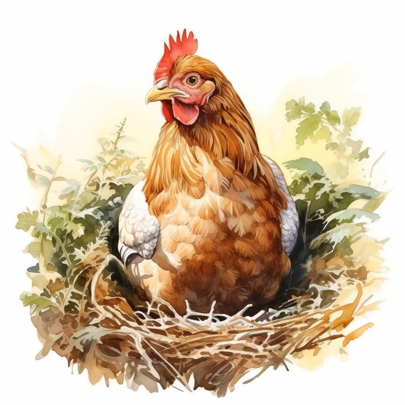 10 Hen in Nest, Hen Sitting on Eggs JPG, Watercolor Clipart, Printable ...