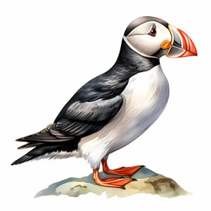 Adorable Puffin Clipart, Cute Puffin Images, 10 Watercolor Clip Art ...