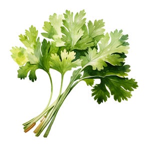 Watercolor Cilantro Clipart: Kitchen Herbs Art (jpgs, Instant Download ...