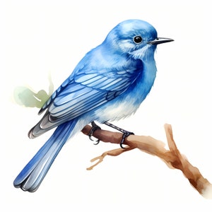 Blue Bird Clipart, Adorable Bird, Bluebird Images, 10 Watercolor Clip ...