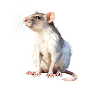 Cute Rat Clipart, Funny Rat Images, 10 Watercolor Clip Art, Printable ...