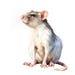 Cute Rat Clipart, Funny Rat Images, 10 Watercolor Clip Art, Printable ...