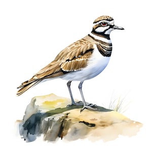 Killdeer Clipart, Killdeer Bird Images, 10 Watercolor Clip Art ...