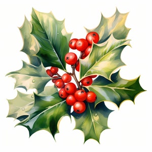 Watercolor Holly Berries Clipart: Christmas Images (jpgs, Instant ...
