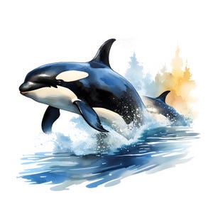 Killer Whale Clipart, Orca Images, 10 Watercolor Clip Art, Printable ...