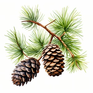 Pine Cones Clipart, Christmas Fir Tree Images, 10 Watercolor Clip Art ...