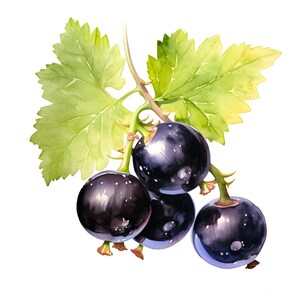 Blackcurrant Clipart, Black Currant Images, 10 Watercolor Clip Art ...