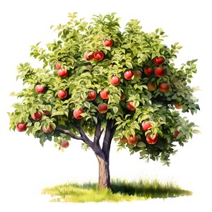 Watercolor Apple Tree Clipart: Orchard Images (digital Download) - Etsy