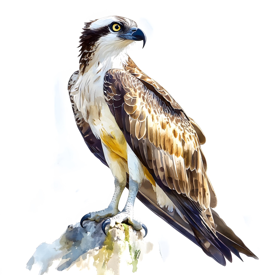 Osprey Clipart, Osprey Bird Images, 10 Watercolor Clip Art, Printable ...
