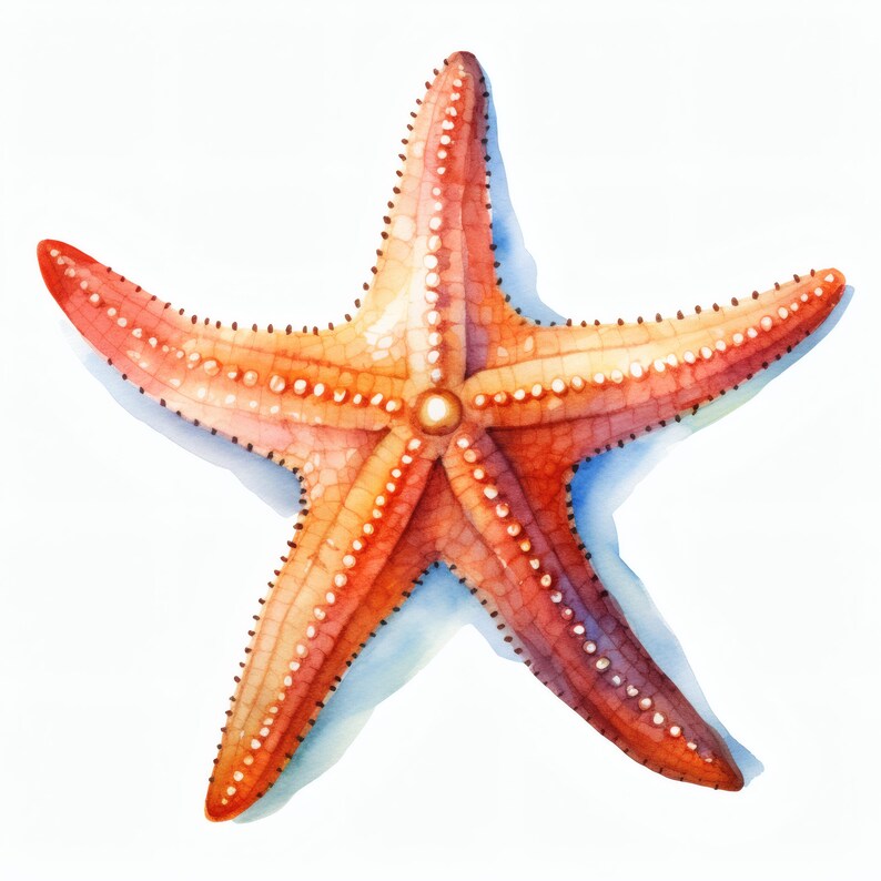Starfish Clipart, Ocean Sea Star Images, 10 Watercolor Clip Art ...