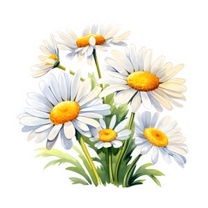 Watercolor Daisy Clipart: Spring Wildflower Images (jpgs, Commercial ...