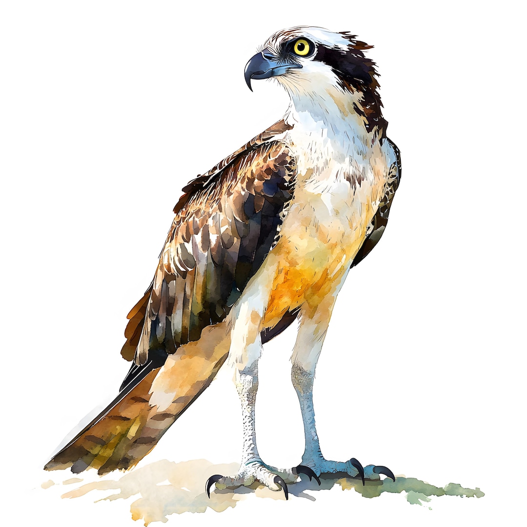 Osprey Clipart, Majestic Osprey Images, 10 Watercolor Clip Art ...