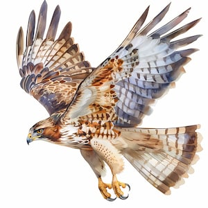 Hawk Clipart, Red-tailed Hawk Images, 10 Watercolor Clip Art, Printable ...
