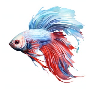 Betta Fish Clipart, Aquarium Fishes Images, 10 Watercolor Clip Art ...
