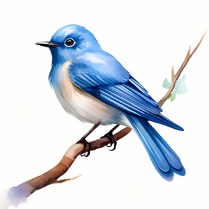 Bluebird Watercolor Clipart: 10 Printable Bird Images (jpgs, Commercial ...