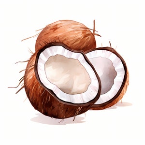 Watercolor Coconut Clipart: Tropical Fruit JPG Images (digital Download ...