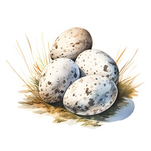 Bird Eggs Clipart, Bird Nest With Eggs Images, 10 Watercolor Clip Art ...