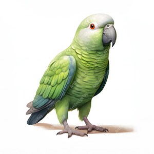 Watercolor Green Quaker Parrot Clipart: Commercial Use (jpgs) - Etsy