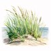 Watercolor Beach Grass Clipart: Coastal Landscape JPG Images ...