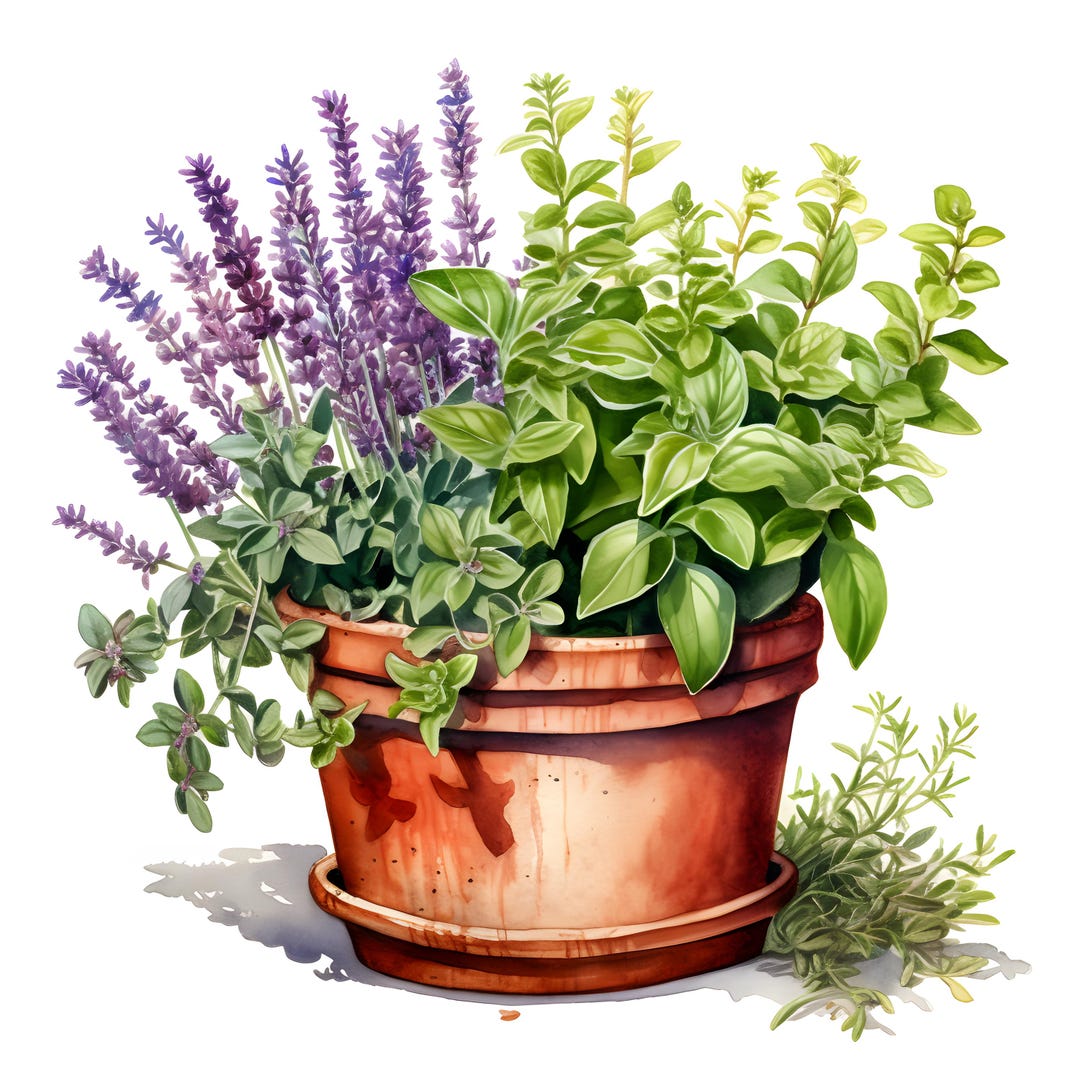 Herbs Pot Clipart, Herbs in Flower Pot Images, 10 Watercolor Clip Art ...